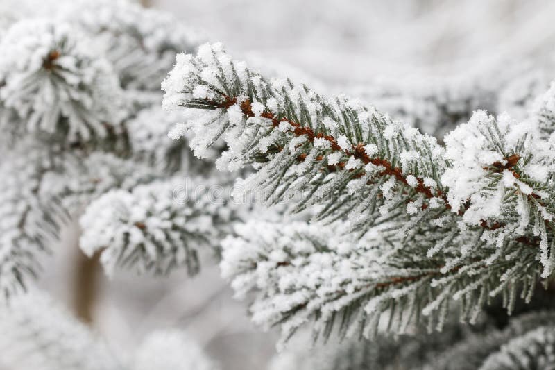 Frosted Trees in the Morning in the Countryside Stock Photo - Image of ...