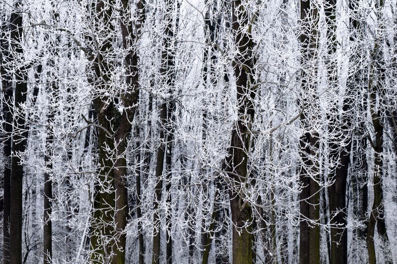 Frosted trees in winter stock image. Image of background - 26343987