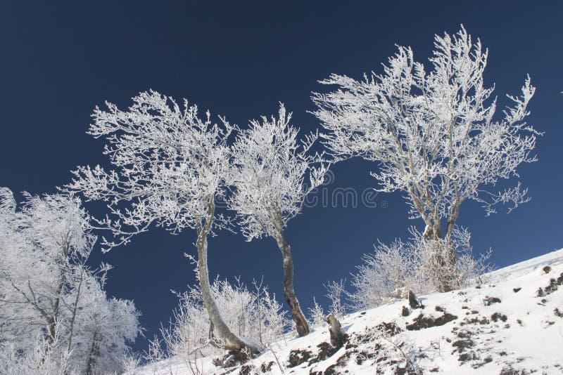 Frosted trees in winter stock photo. Image of peaceful - 79374518