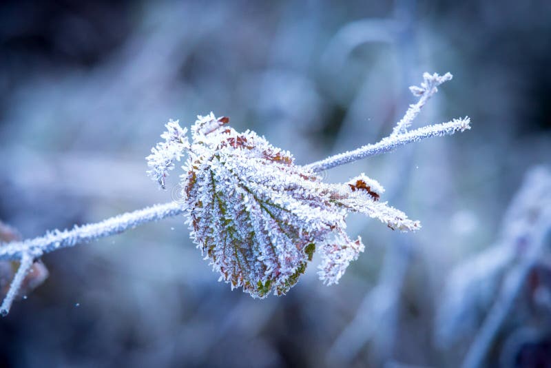 Frosted twig in hoarfrost stock image. Image of frosty - 164238099