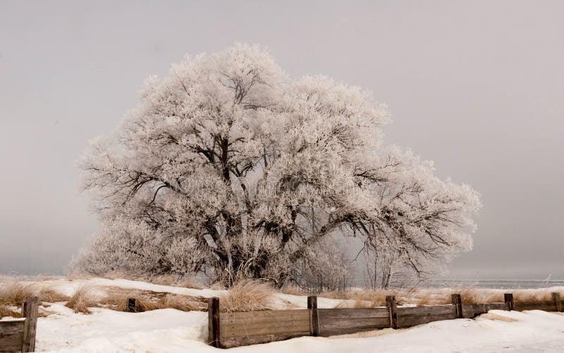 Frosted Willow Tree stock image. Image of frosty, forest - 52252963