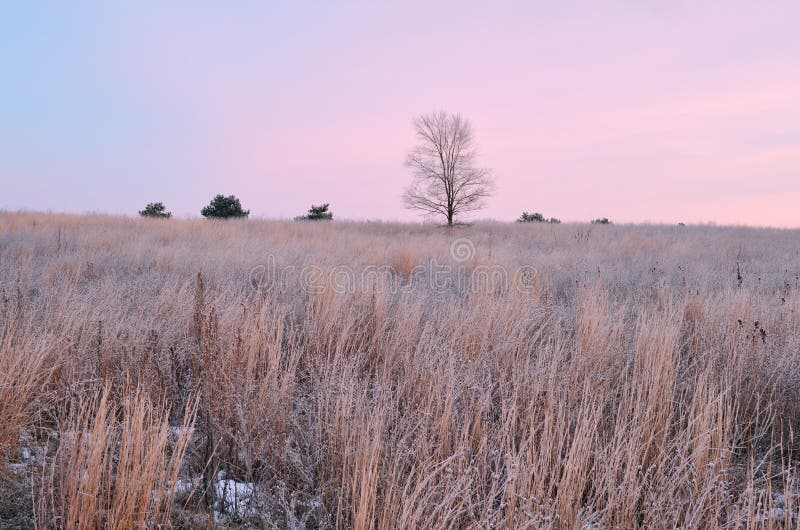 Frosted Winter Prairie stock photo. Image of field, dawn - 7381396