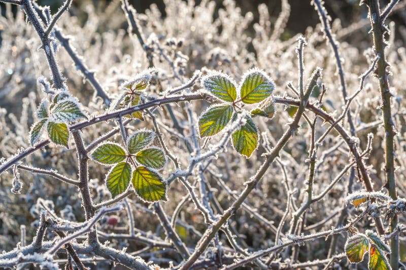 Frosted winter thorn bush stock photo. Image of thorns - 144399552