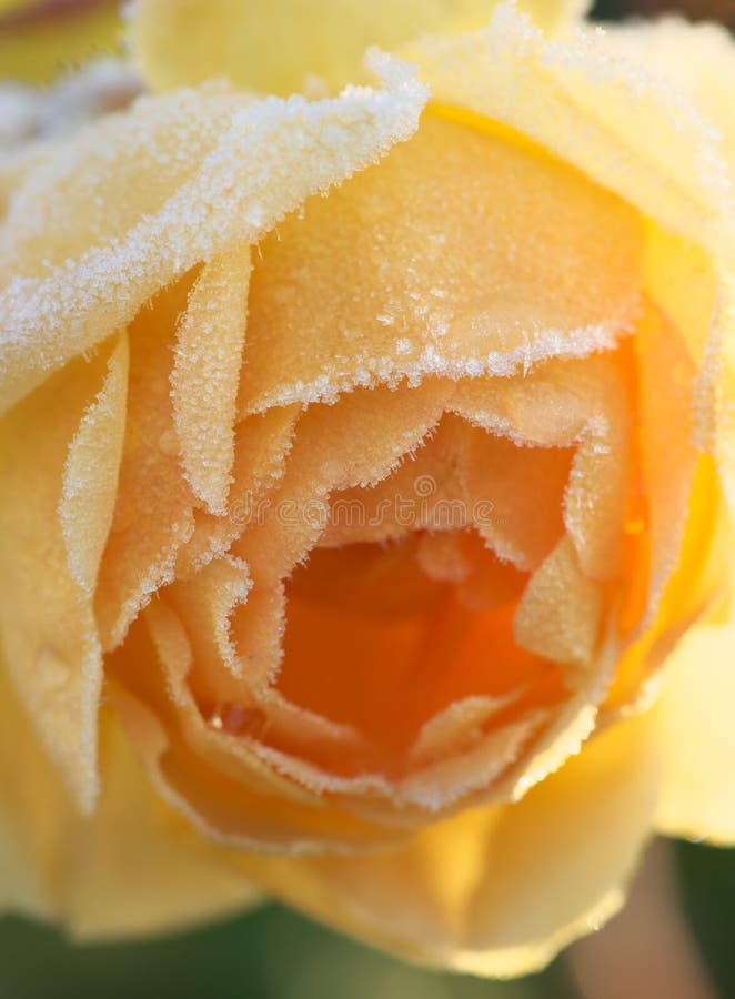 Frosted yellow Rose stock photo. Image of flower, winter - 7361744