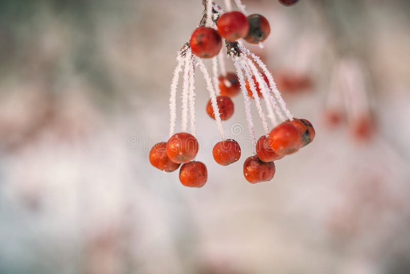 Frosty Apple tree stock image. Image of sweet, apples - 78834681