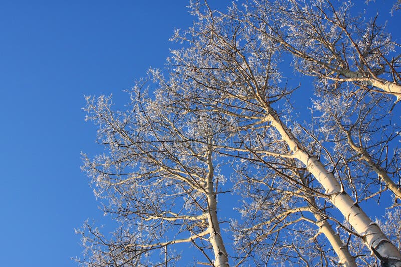 Frosty Aspen Trees in an Alaskan Forest Stock Image - Image of ...