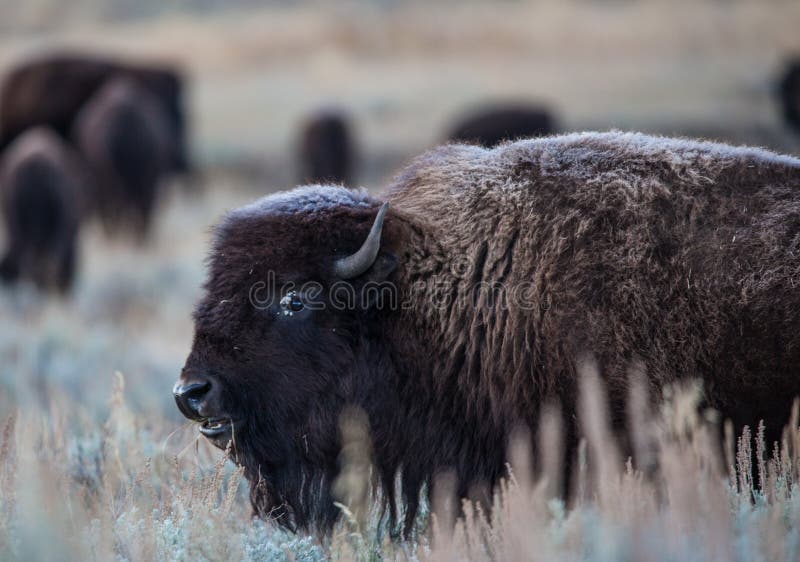 Frosty Bison stock photo. Image of standing, national - 60693730