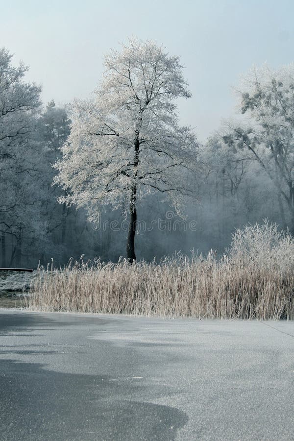 Frosty Day Picture. Image: 3951417