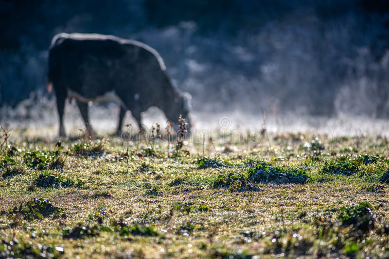 Frosty Early Morning with Cows on a Farm Stock Photo - Image of outside ...