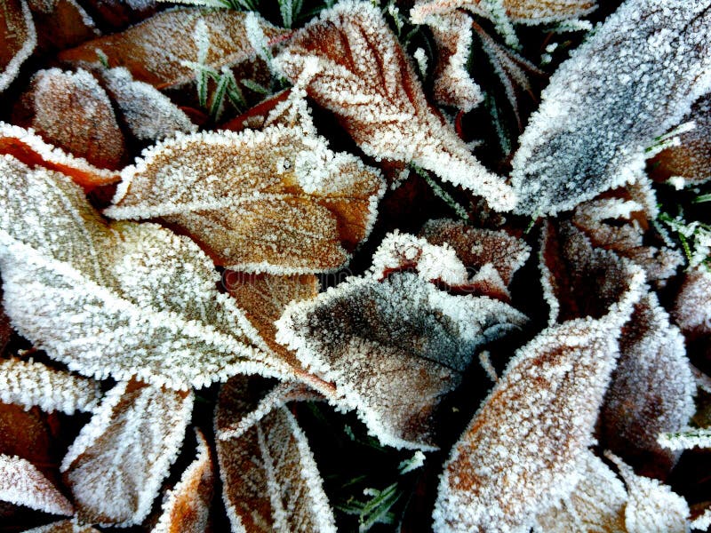 Frosty Fall Foliage stock image. Image of fallen, autumn - 109682055
