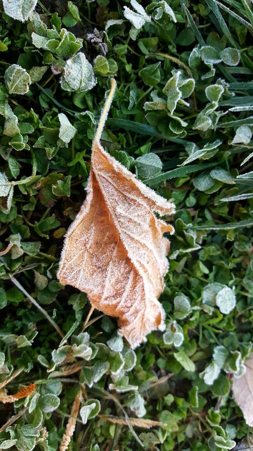 Frosty Fall Foliage stock image. Image of fallen, autumn - 109682055