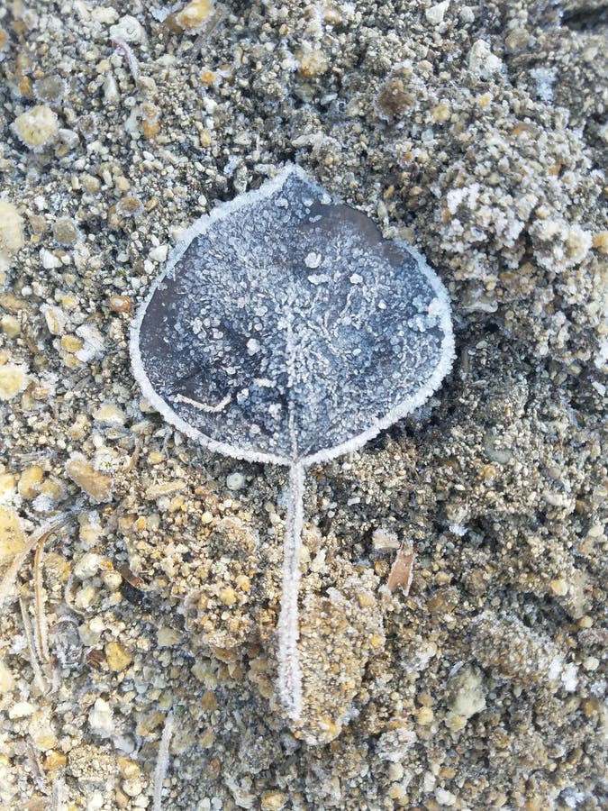 Frosty Fall Foliage stock image. Image of fallen, autumn - 109682055