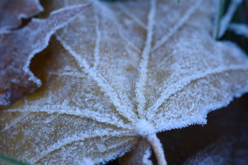 Frosty Fall Foliage stock image. Image of fallen, autumn - 109682055