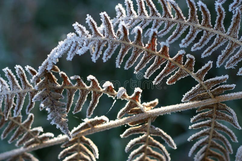 Frosty Ferns stock image. Image of fern, sunshine, leaf - 1887889