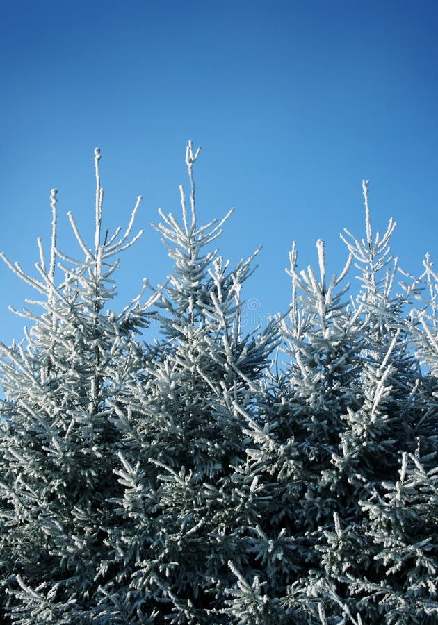 Frosty fir trees stock photo. Image of sunny, december - 3988272