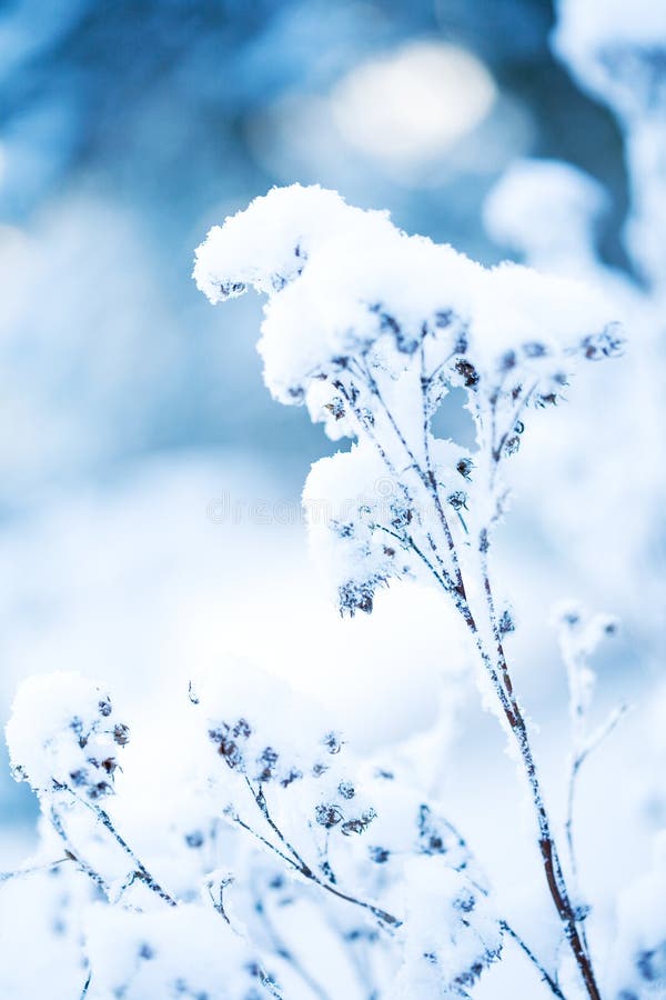 Snow covered flowers stock image. Image of fragile, life - 17230451