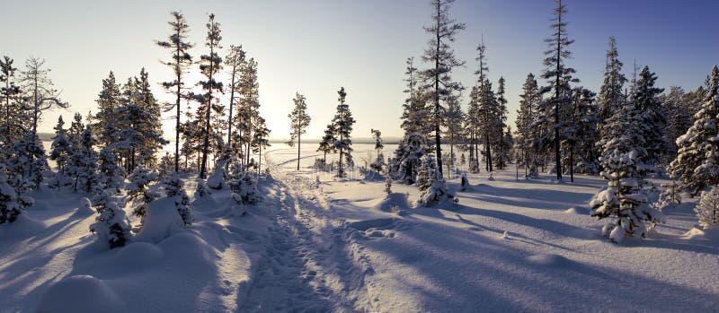 Frosty forest stock image. Image of cold, freeze, snow - 795989