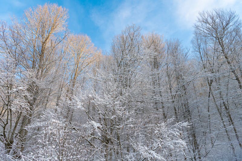 Frosty Forest in Winter. Deciduous Trees in Frost Stock Image - Image ...