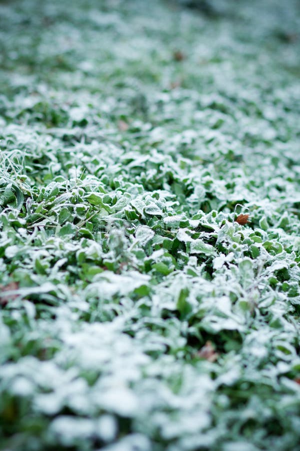 Frosty frozen grass stock photo. Image of weather, morning - 28531816