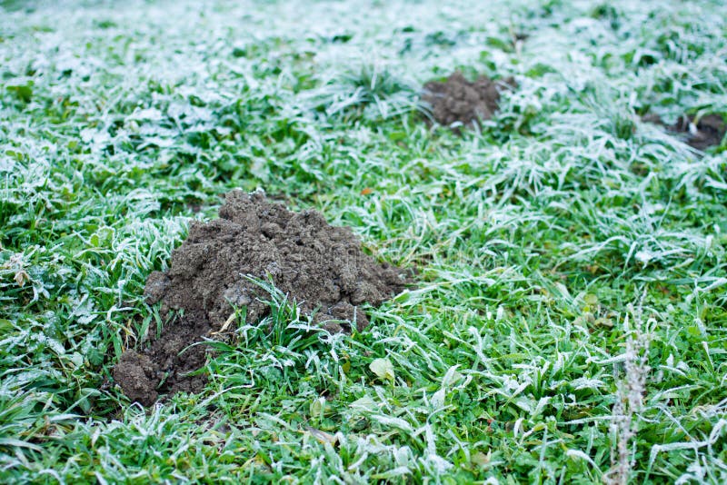 Frosty frozen grass stock image. Image of green, nature - 28532673