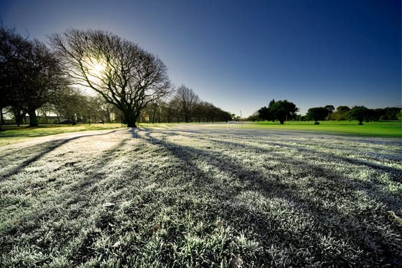 Frosty grass stock photo. Image of grass, field, winter - 5673236