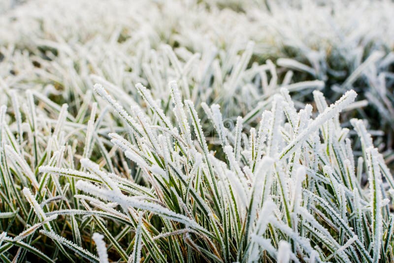 Frosty Grass Bents in Winter Snowy Day Stock Image - Image of dawn ...