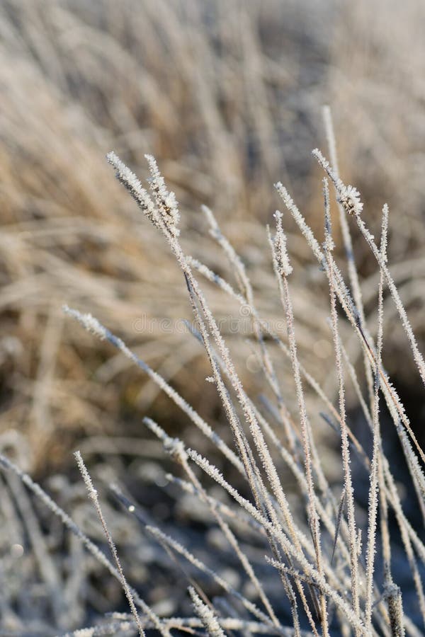 Frosty grass in the field stock photo. Image of covered - 134381106