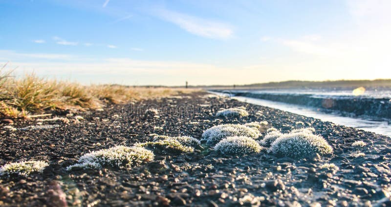 Frosty grass stock image. Image of nice, grass, cold - 170116957