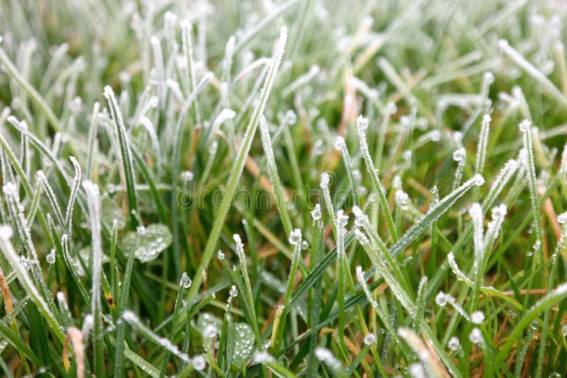 Frosty grass stock image. Image of texture, macro, natural - 83798669