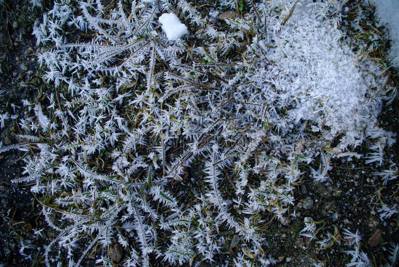 Frosty Grass after First Freezing Cold Night, Closeup, Details ...