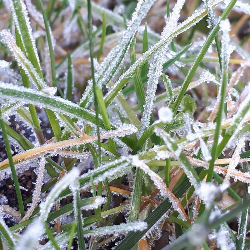 427 Zoomed Grass Stock Photos - Free & Royalty-Free Stock Photos from ...