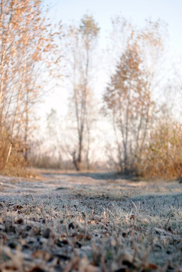 Frosty Grass in the Morning Sun Stock Photo - Image of rays, park: 87643212