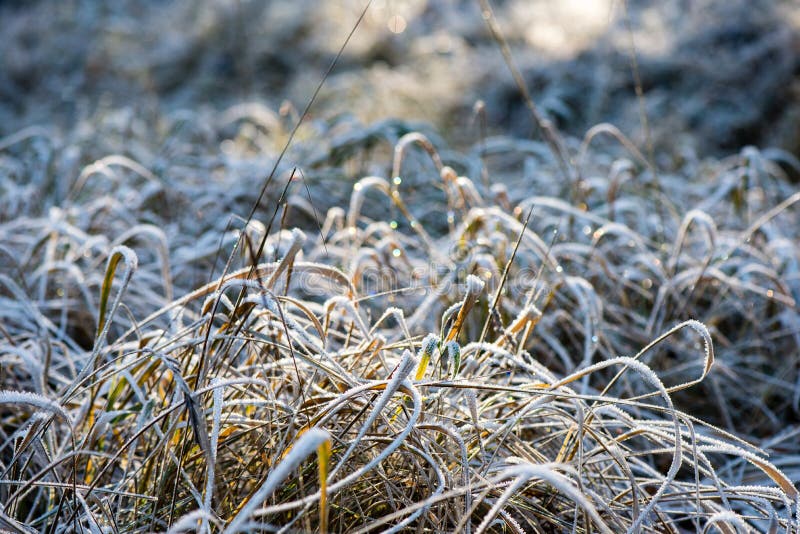 Frosty grass in winter stock image. Image of beauty, field - 69248421