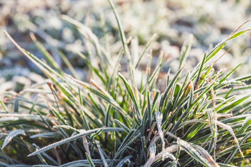 Frosty Grass on Winter Walks Stock Image - Image of british, lawn ...