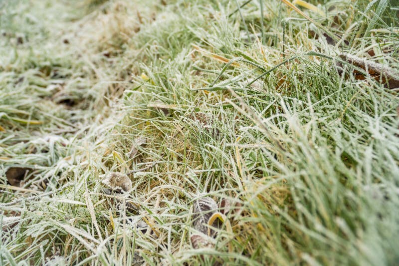 Frosty Grass Winter Walks Open Fields Background Stock Photos - Free ...