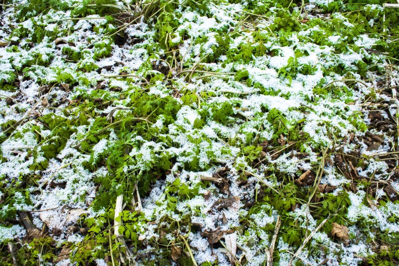 Frosty green forest floor stock image. Image of green - 108278717