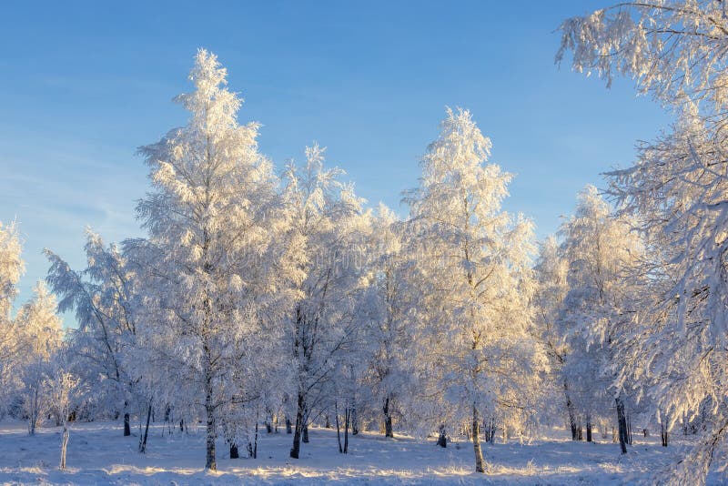 Frosty Grove of Birch Trees a Cold Snowy Winter Day Stock Image - Image ...