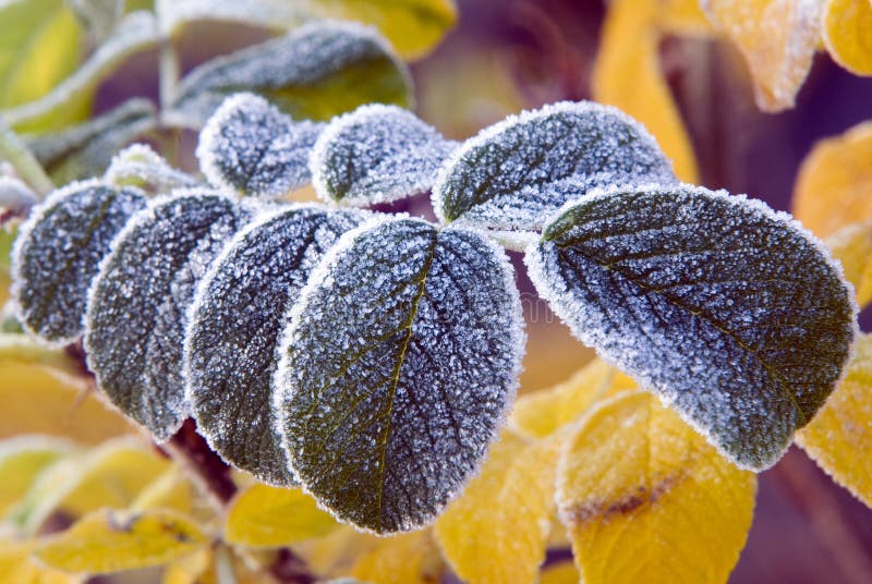 Frosty leaf stock image. Image of leaf, frosty, weather - 6944999