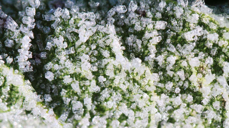 Frosty Leaf - Winter Motive Stock Image - Image of weather, closeup ...