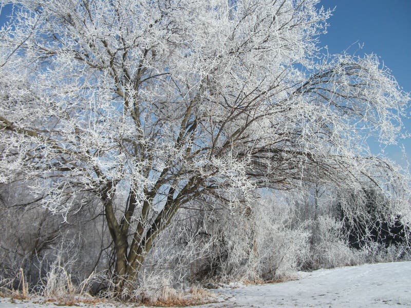 Frosty Little Tree stock image. Image of tree, natures - 28012739