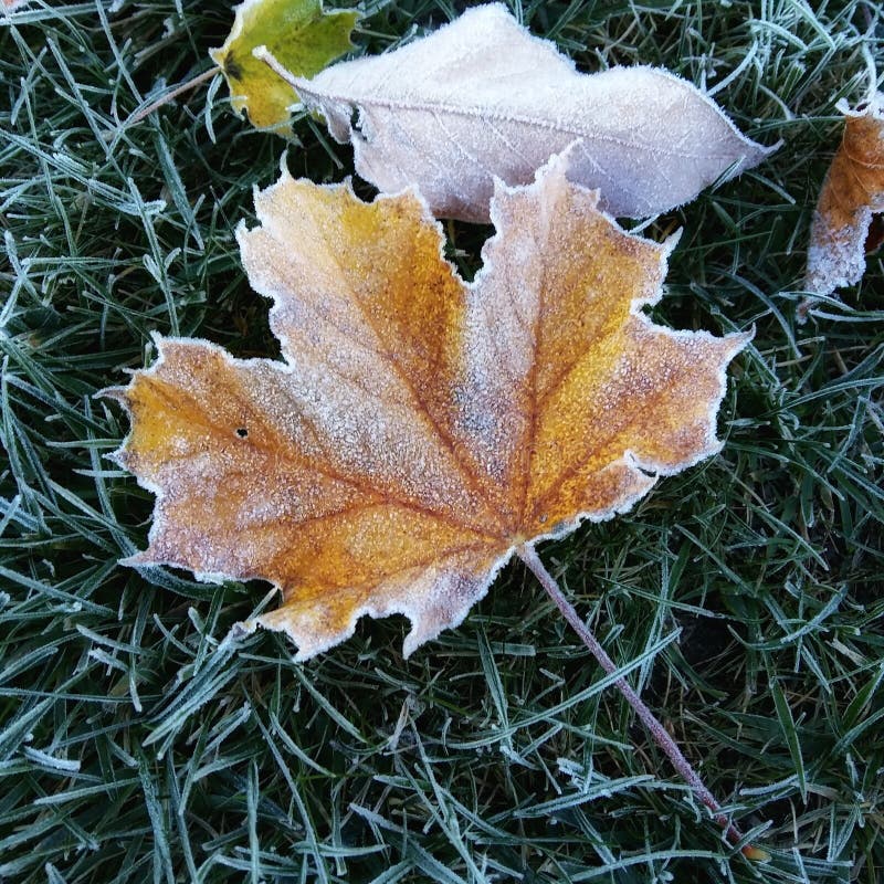Frosty Maple stock photo. Image of maple, close, fall - 100671712