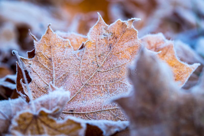 Frosty Maple Leaf stock image. Image of frozen, morning - 104939139