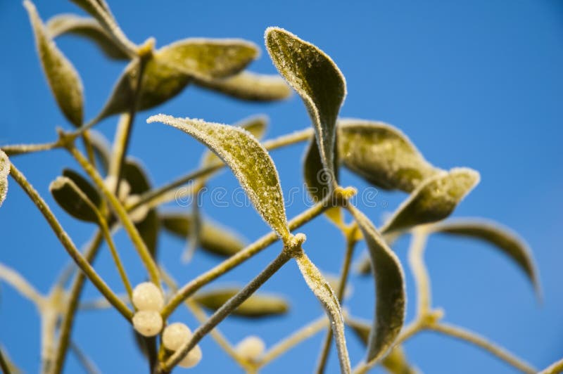 Frosty mistletoe. stock image. Image of frost, berries - 38740873