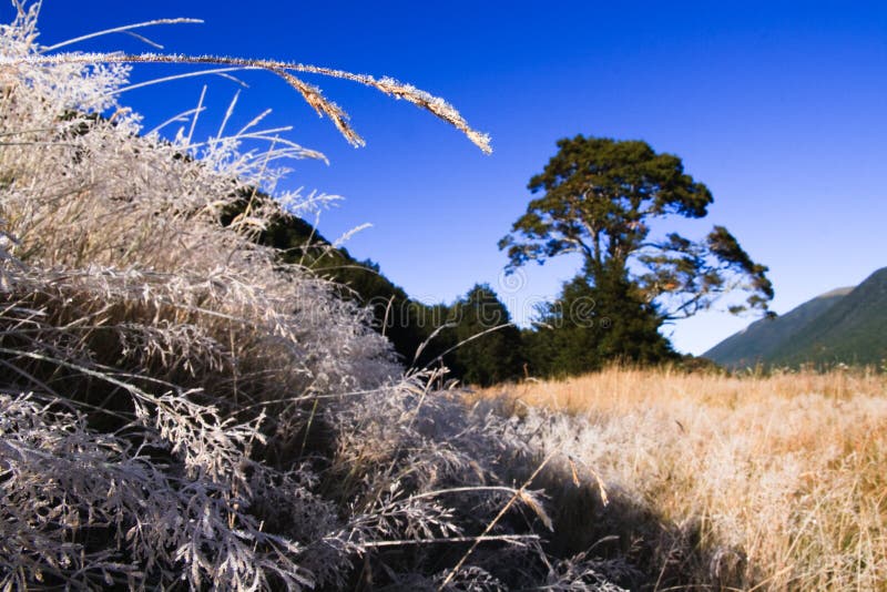 Frosty morning stock image. Image of christmas, grass - 16791447