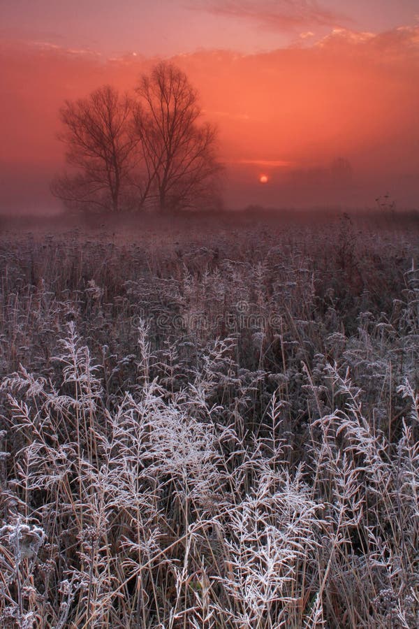 Frosty Morning stock photo. Image of fresh, beautiful - 17353978