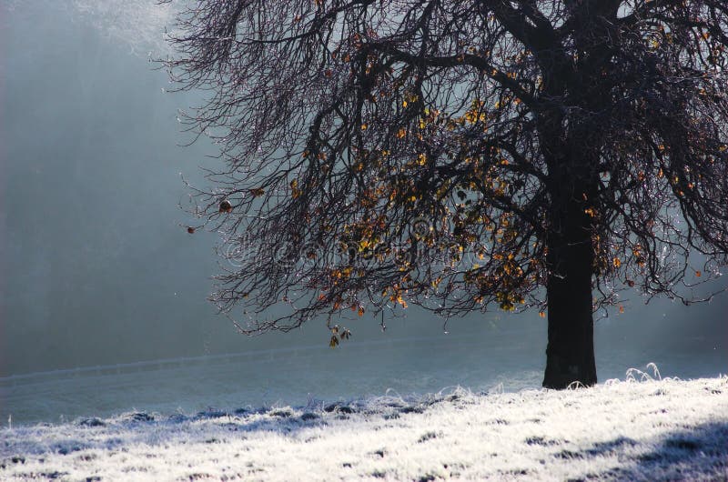 Frosty Morning stock photo. Image of grass, scene, fence - 350124