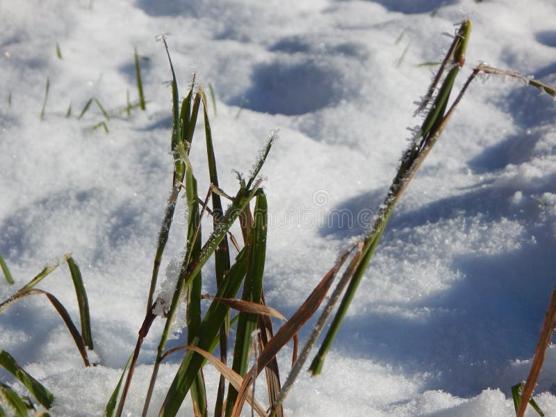 Frosty Morning with Ice on Plants Stock Image - Image of plants, branch ...