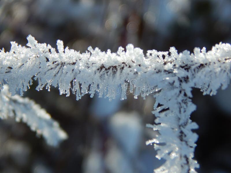 Frosty Morning with Ice on Plants Stock Photo - Image of flower, winter ...
