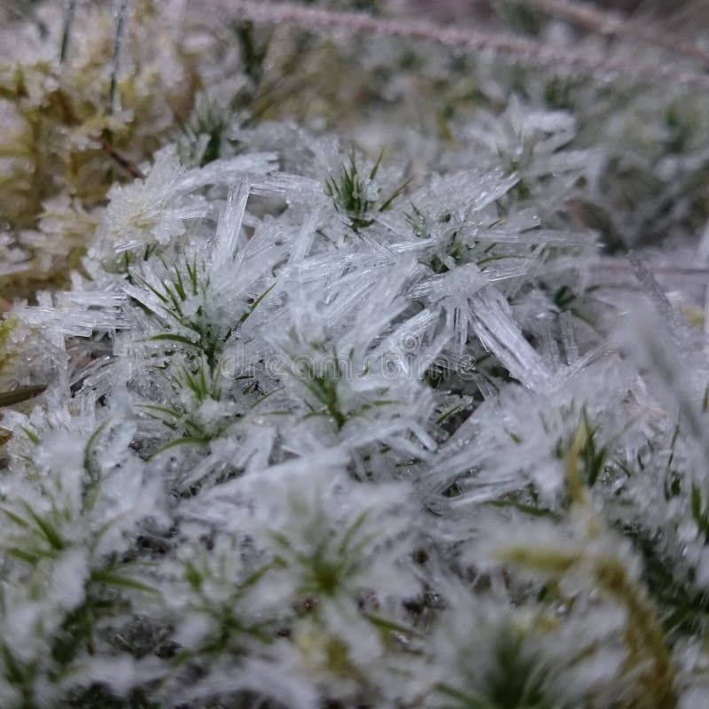 Frosty Moss stock image. Image of nature, frosty, work - 93964525