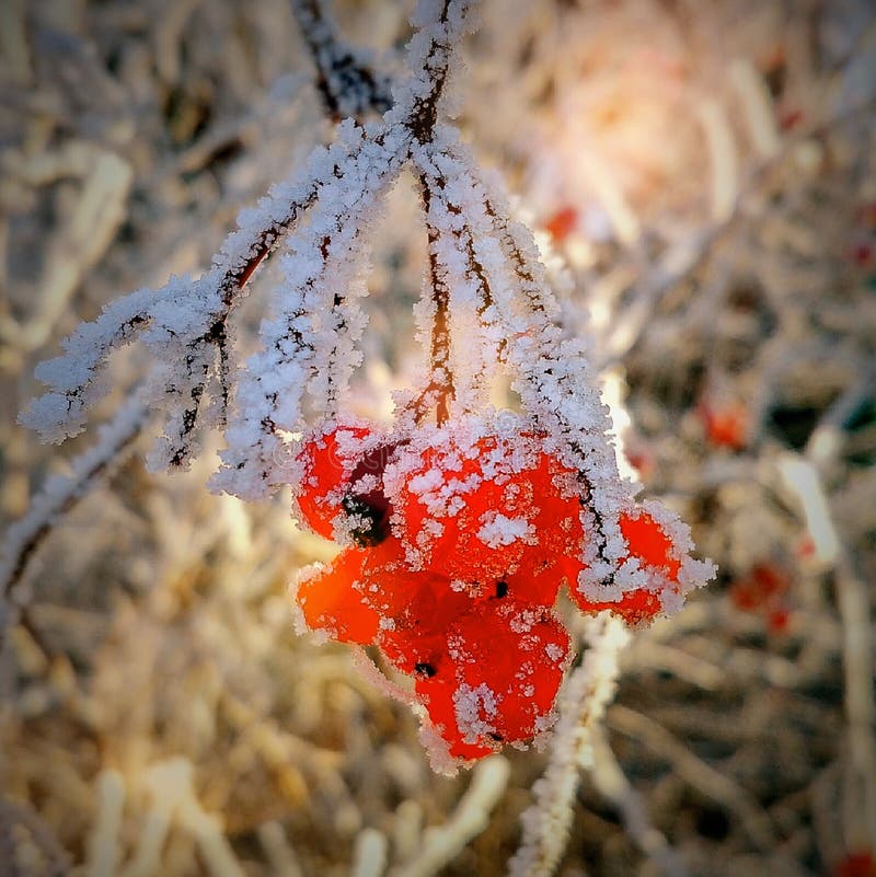Frosty mountain ash stock image. Image of plants, frosty - 47548497